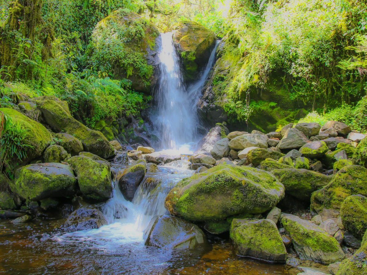 2 Day Rwenzori Trekking to Lake Mahoma- Rwenzori Expeditions